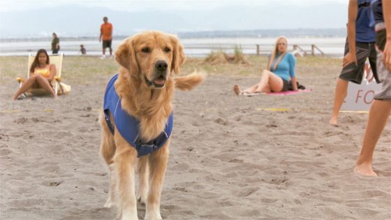 Air Bud: L'as du Volley-ball – Rakuten TV